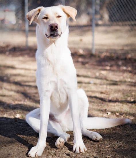 Tanner Argos A Shelter Dog Rescue