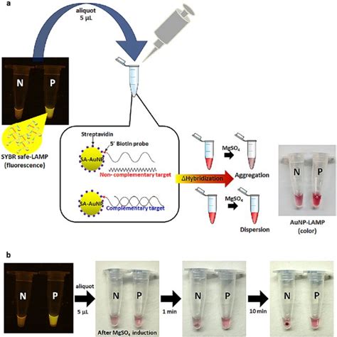 Procedure Of Lamp Detection Using Gold Nanoparticles Aunps Probe In Download Scientific