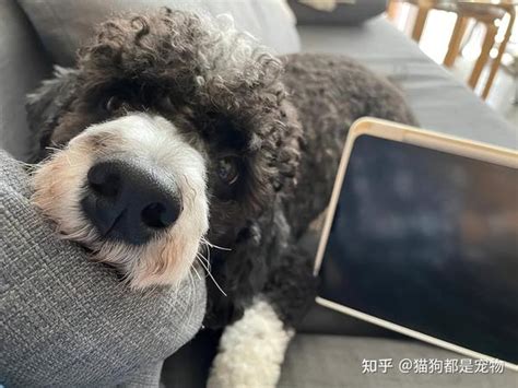 狗狗总是盯着你看，多半与这6个原因有关 知乎