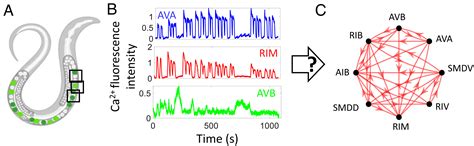 Network Inference From Short Noisy Low Time Resolution Partial Measurements Application To C