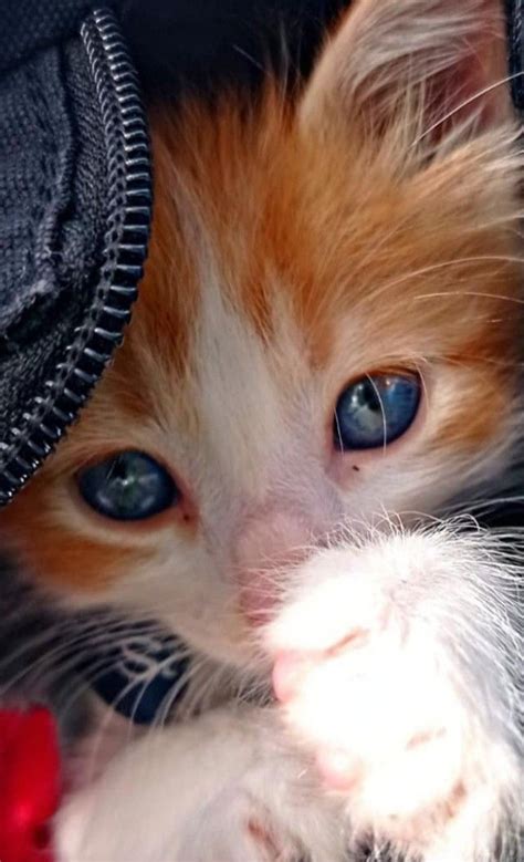 Gatitos Tiernos Fotos De Gatitos Tiernos Fotos Con Gatos Gatos Tiernos