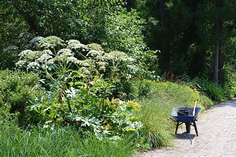 3 300 Cow Parsnip Foto Foto Stok Potret And Gambar Bebas Royalti Istock