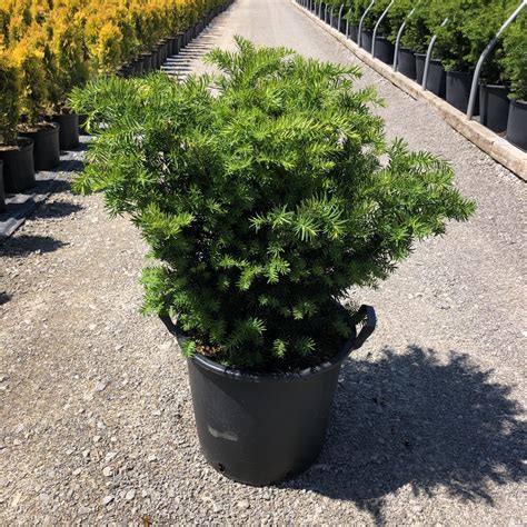 Dense Yew Niagara Blooms
