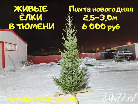 Купить живую Новогоднюю Елку в Тюмени | ВКонтакте