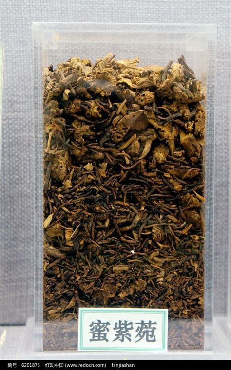 蜜紫菀高清图片下载 红动中国