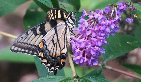 Difference Between Flora And Fauna With Comparison Chart Key