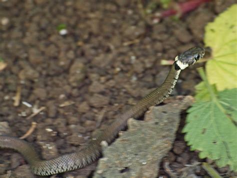 P8078608 John Tomsett Flickr