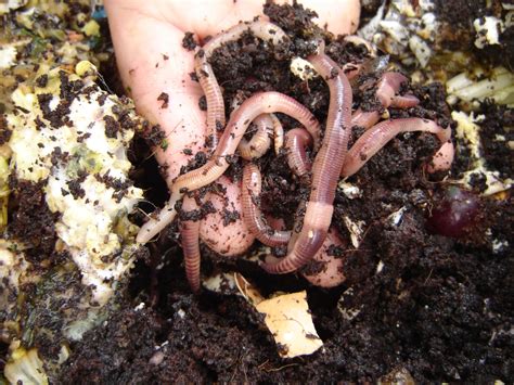 Eco Worm Liquid Fertiliser Green Gardener