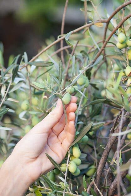 Una Mano Sostiene Una Rama De Olivo Verde Frente Al Olivo Foto Premium