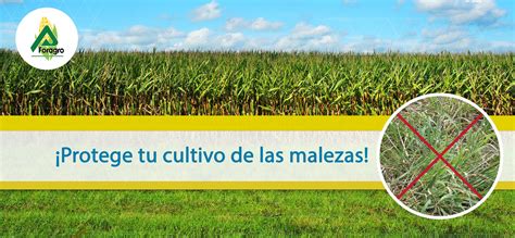 Foragro El Control De Malezas Es Una Parte Importante En