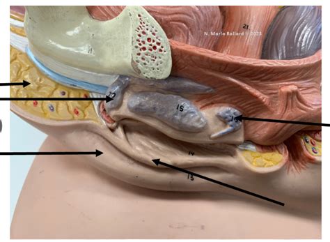 Female Reproductive Anatomy Diagram Quizlet