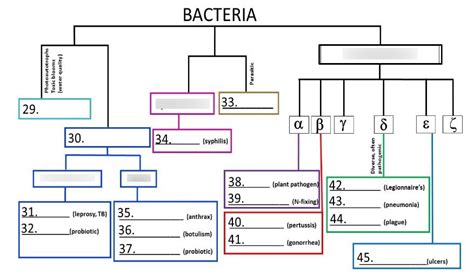 Bio 102 Exam 1 Bacteria Diagram Quizlet
