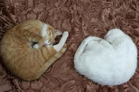 Cats Sleep Curled Up In A Ball Two Domestic Cats Sleep On The Bed