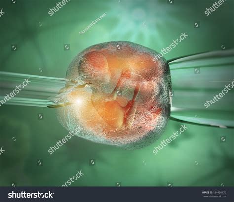 Fertilization Human Cloning Stock Illustration 184458170 Shutterstock