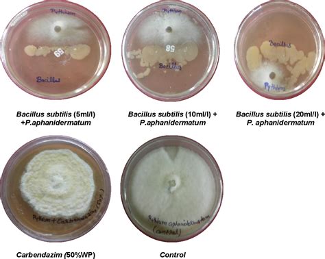 Figure 4 From Bio Efficacy Of Bacillus Subtilis Against Damping Off Disease In Brinjal
