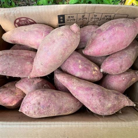 22년수확 해남 꿀고구마 밤고구마 베니하루카 3kg 5kg 10kg 티몬