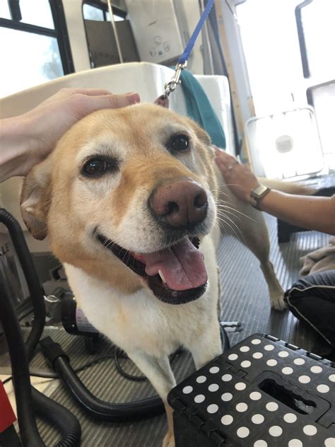 Happy Smiling Pupper Reyebleach