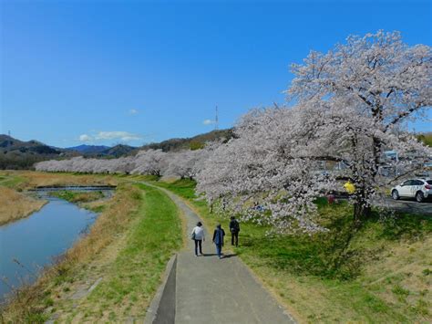 開花状況こだま千本桜2021 本庄市観光協会