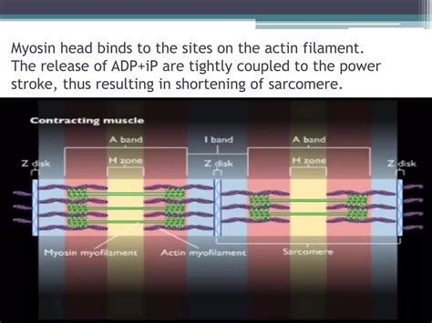 Excitation Contraction Coupling Pptx
