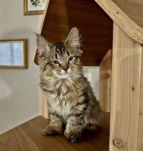 Forest Hunter Maleficent Forest Hunter Pixie Bobs