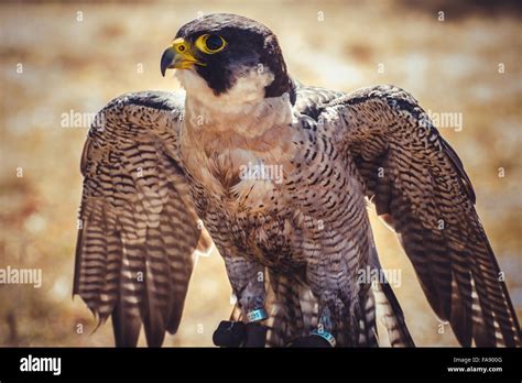 Beak Peregrine Falcon With Open Wings Bird Of High Speed Stock Photo