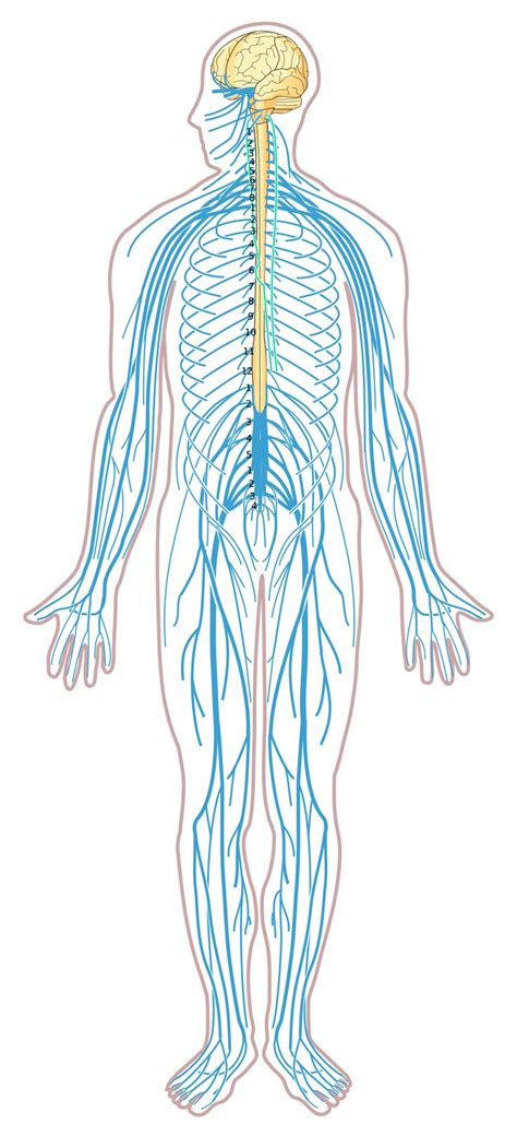 File Nervous System Diagram Unlabeled Svg Wikimedia Commons Nervous System Diagram Nervous
