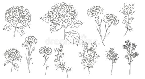 Black And White Line Drawings Of Various Flowers Including Clusters Resembling Stock