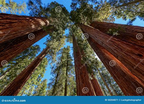 Giant Sequoia In A National Park Stock Image 99090511