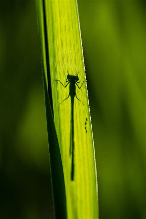 Dragon Fly Nature Insect Free Photo On Pixabay Pixabay