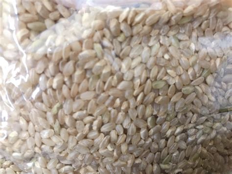 【玄米】金のいぶきのレビュー！浸水時間の短さプチプチ食感が特徴 Miyahub