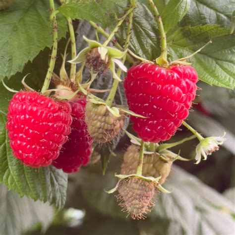 Advanced Berry Breeding