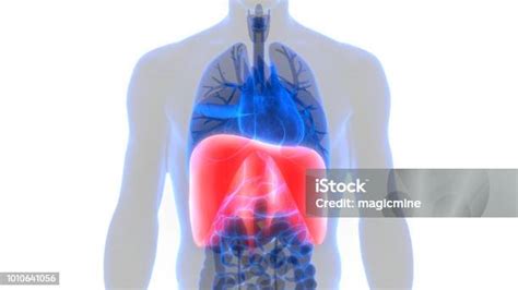 Organ Tubuh Manusia Diafragma Anatomi Foto Stok Unduh Gambar Sekarang