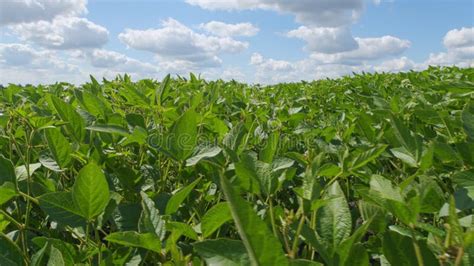 Soybean Field At Diffused Light Agricultural Business Concept Lush