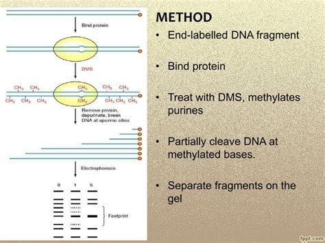 Dna Footprinting Ppt