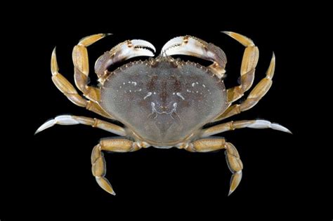 Crab Database · Crabs · Genus Metacarcinus