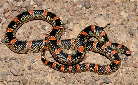 Snakes Gray Banded King Snake