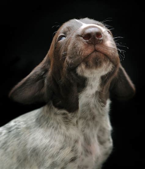 German Shorthaired Pointer Newborn Puppies