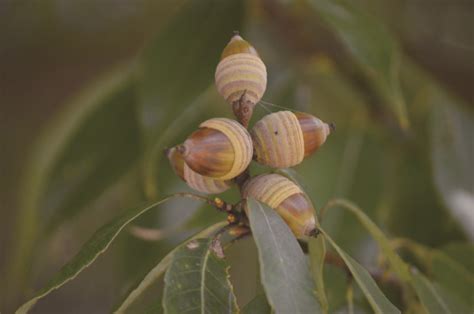 アラカシの特徴と育て方どんぐり拾って育ててみようかな 植物があると