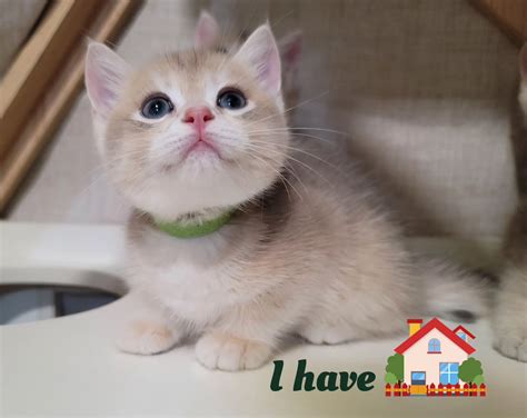 小綠寶已有🏠💕 Wame85297596839 Shorthaircat Britishlonghaircat 香港