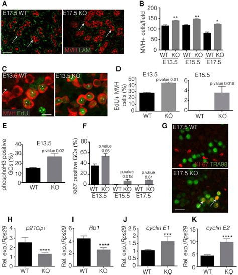 PGD 2 Signalling Controls The Germline Proliferation In The Embryonic