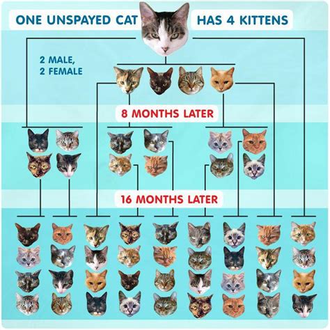 Why Tnr Trap Neuter Release Stray Cats In Dubai