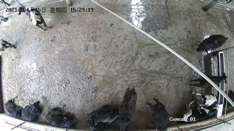 Cow Instance Segmentation Dataset By Samyolo