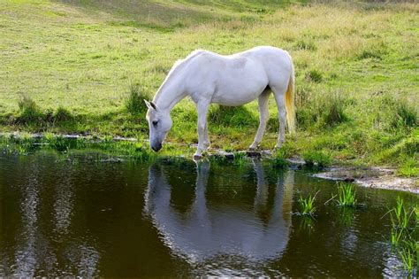 「生き馬の目を抜く」意味と使い方 なぜ馬なの？