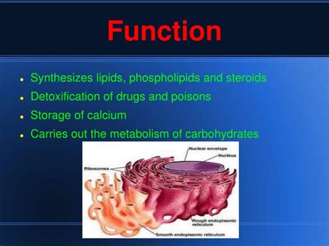 Ppt Smooth Endoplasmic Reticulum Powerpoint Presentation Id3776927