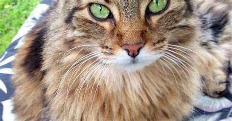 My Mothers Cat Munchie Imgur