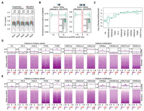 Association Between Sperm Extrachromosomal Circular Dnas Eccdnas And