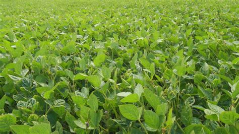 Field Showcasing Healthy Soybean Leaves Agricultural Landscape