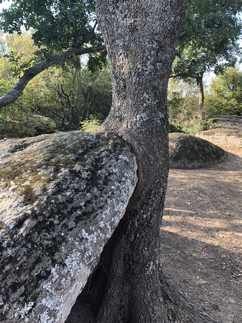 INsatIable Tree Fucking ASsauLTs And DEVours HeLplesS ROcK R PeopleFuckingDying