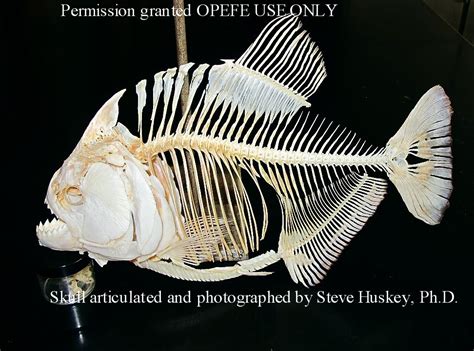 Piranha Skeleton
