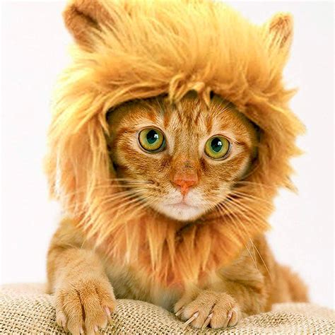 Crinière De Lion Pour Chat 590